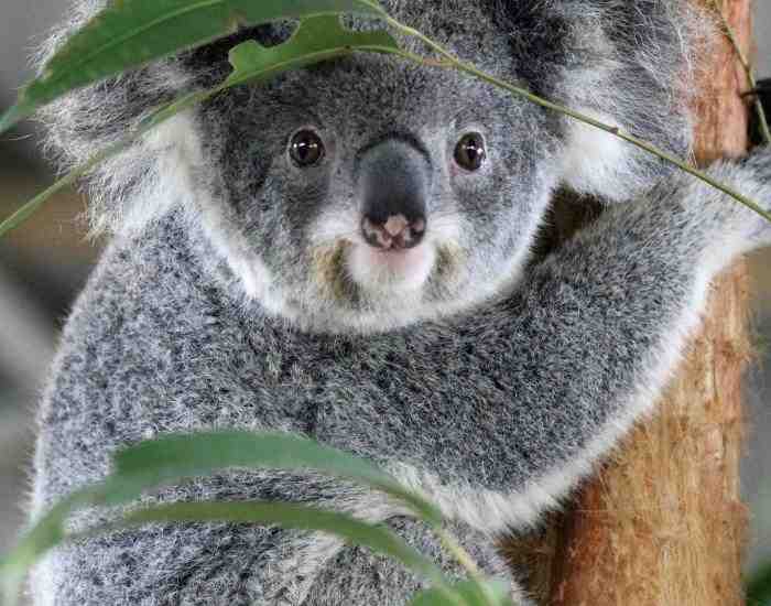 Personal Animal Encounters - Bookings Essential | Billabong Zoo | Port ...