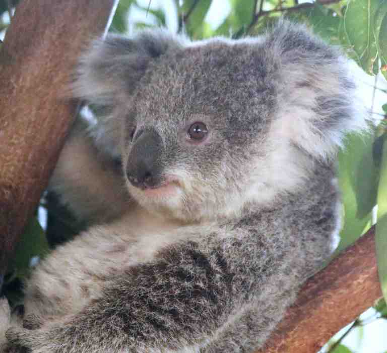 Adopt a Koala - Why? | Billabong Zoo | Port Macquarie Koala and ...