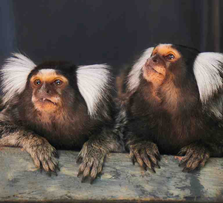 Little Monkeys | Billabong Zoo | Port Macquarie Koala and Wildlife Park