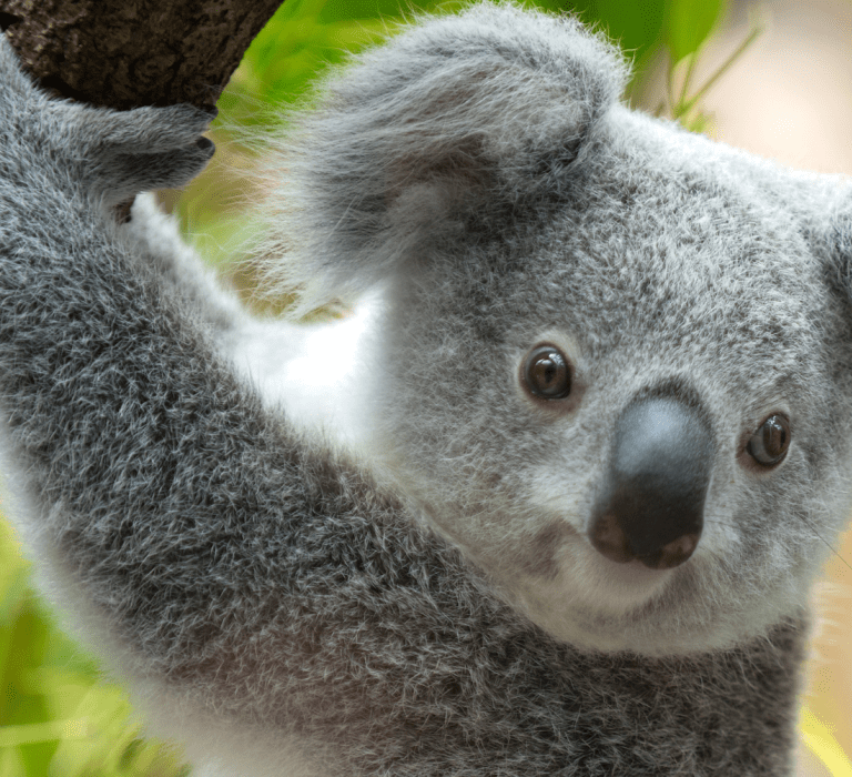 Billabong Zoo | Port Macquarie Koala and Wildlife Park