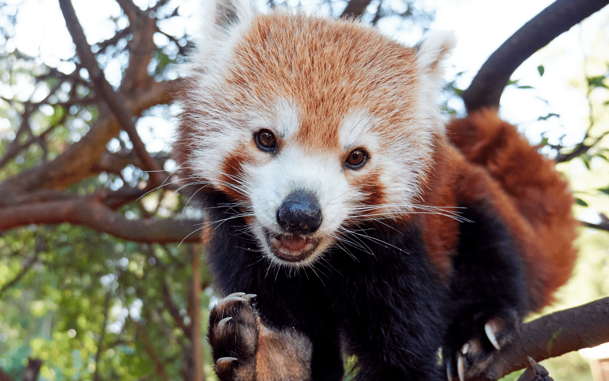 Billabong Zoo | Port Macquarie Koala and Wildlife Park